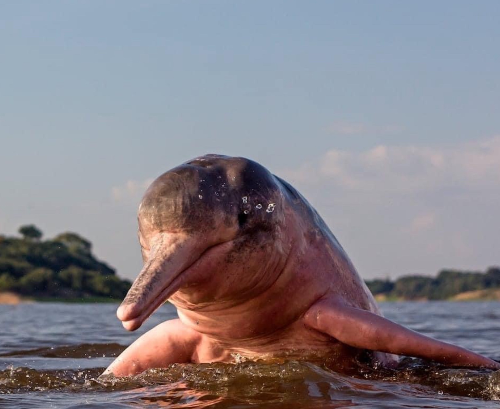 Delfines Rosados en Colombia: Un Tesoro Escondido en los Ríos de la ...